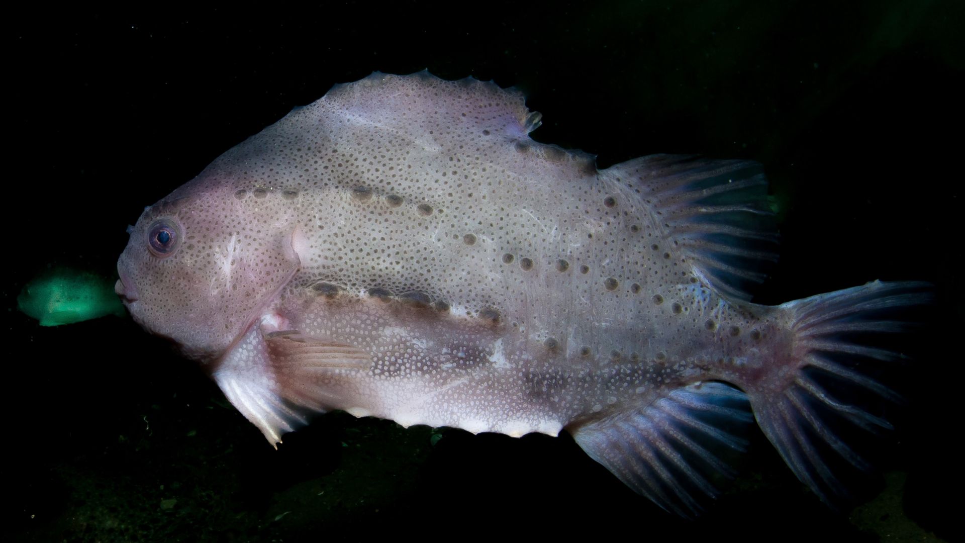 Vi skal værne om den modigste fisk i danske farvande | Dyrenes Beskyttelse