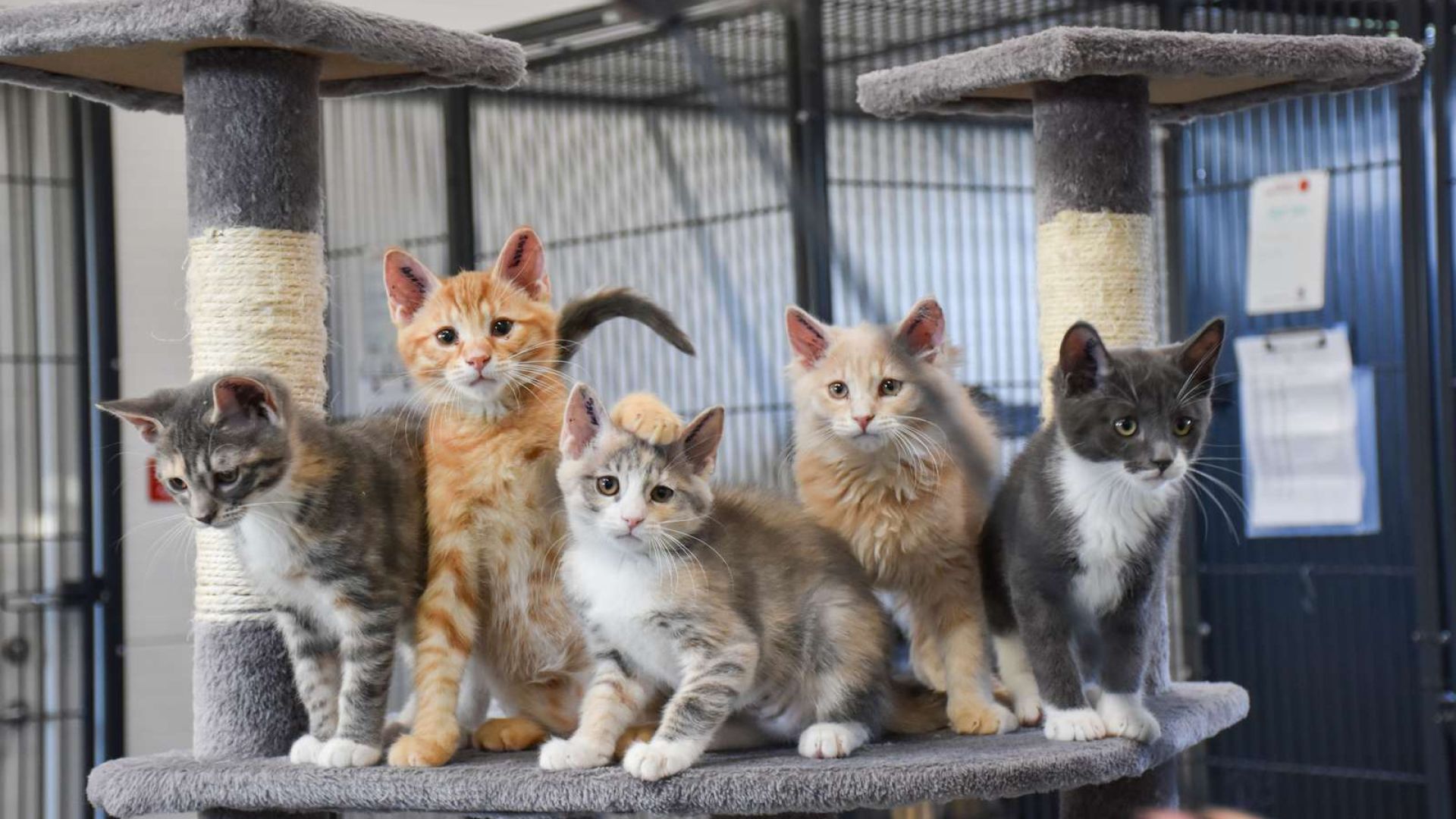 Dyrenes Beskyttelse anmelder rekordmange dyreejere til politiet ...