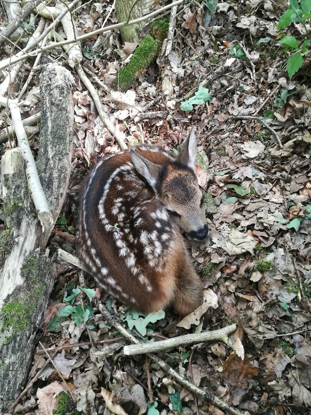 Rålam | Dyrenes Beskyttelse