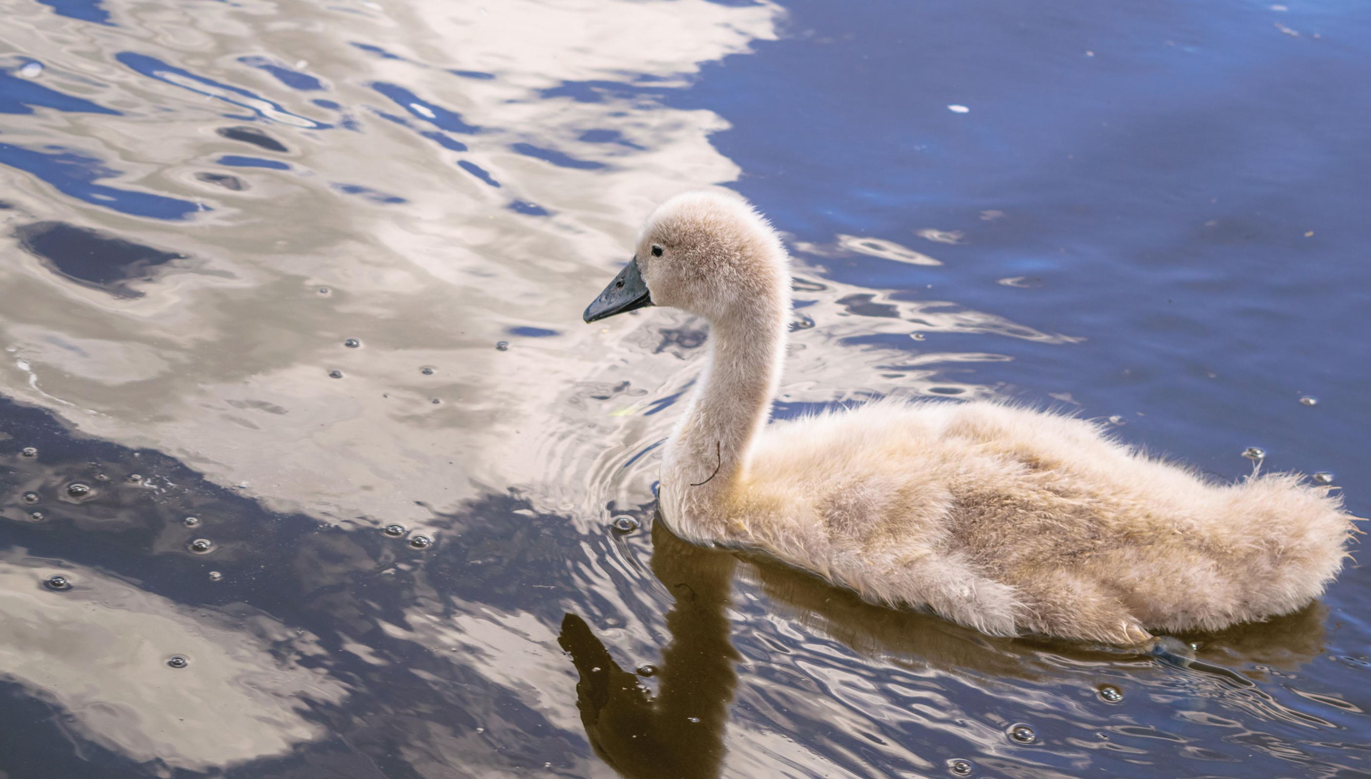 Svaneunger | Dyrenes Beskyttelse