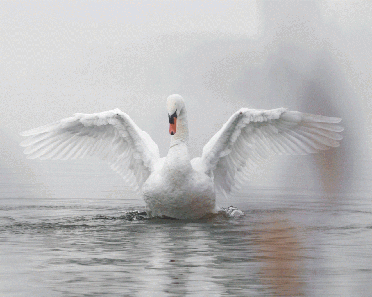 Dyrenes Beskyttelse | Danmarks største og ældste dyrevelfærdsorganisation